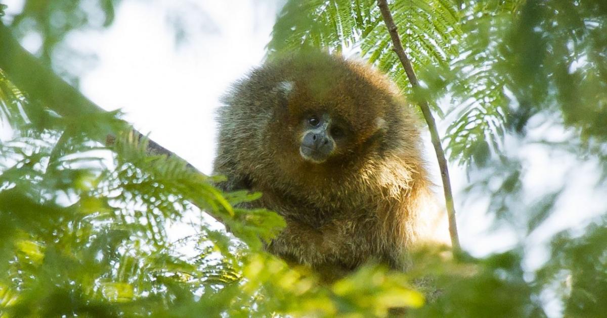 Sauá #19940 - Biofaces - Bring Nature Closer