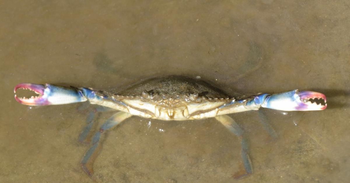 Siri-Azul #20045 - Biofaces - Bring Nature Closer