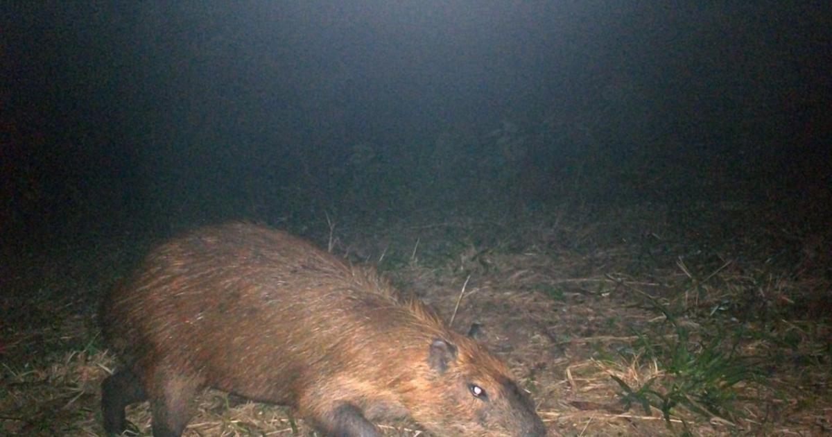 Capivara #20339 - Biofaces - Bring Nature Closer