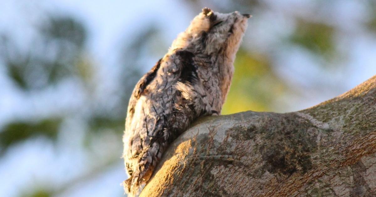 Mãe-da-lua #20442 - Biofaces - Bring Nature Closer