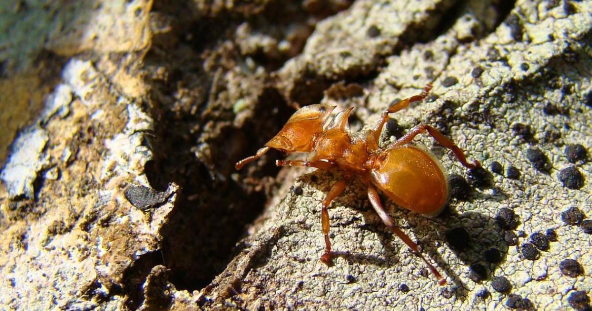 Formiga #20507 - Biofaces - Bring Nature Closer