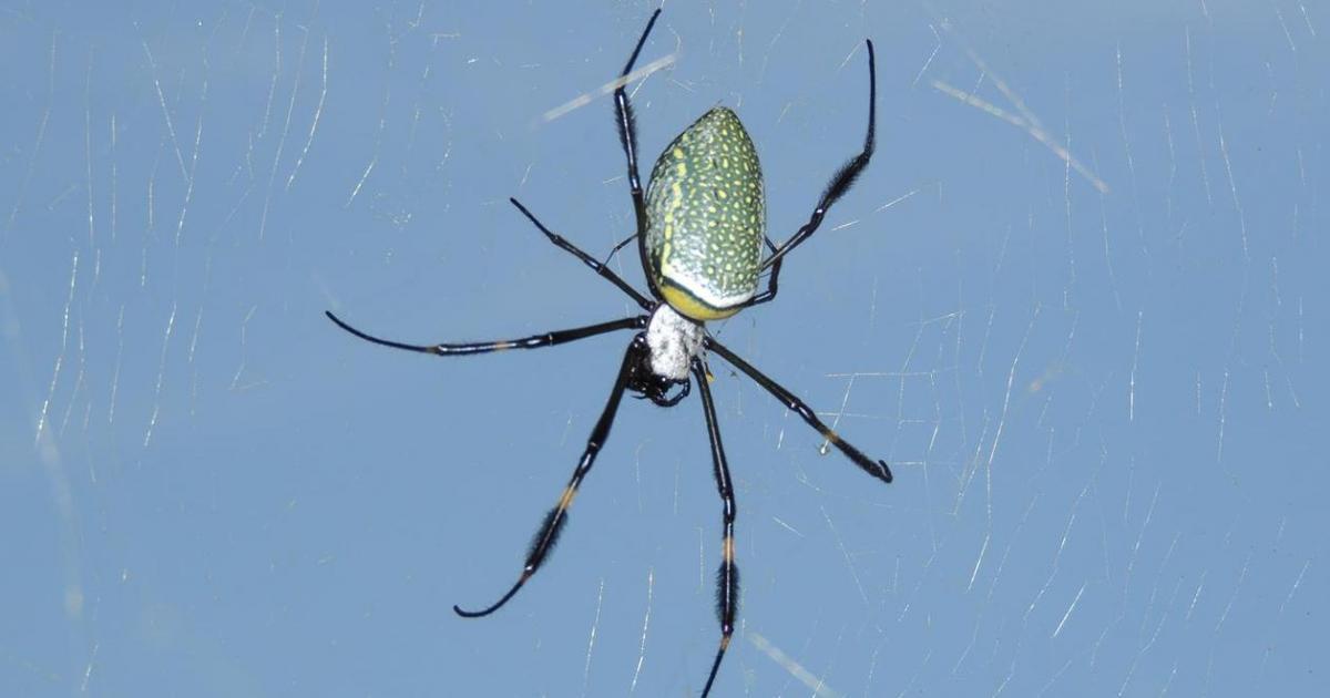 NEPHILA #20770 - Biofaces - Bring Nature Closer