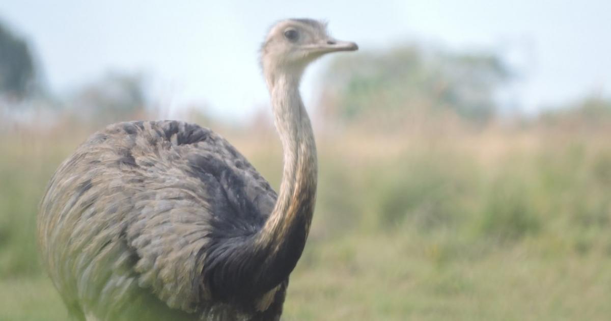 Ema #20905 - Biofaces - Bring Nature Closer