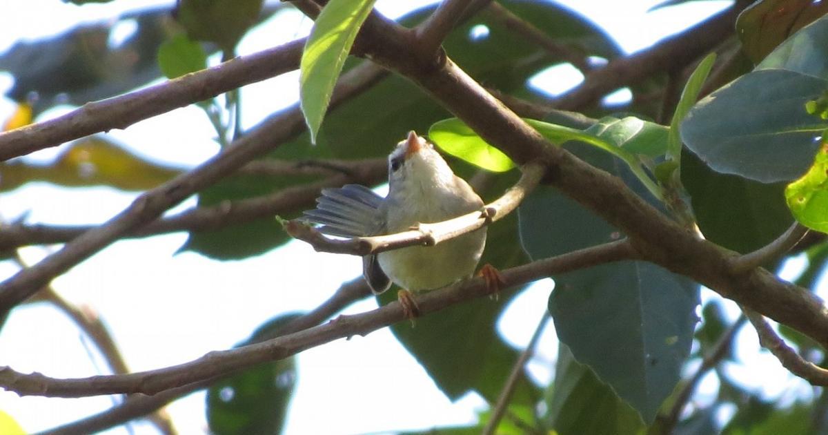 PULA #21482 - Biofaces - Bring Nature Closer