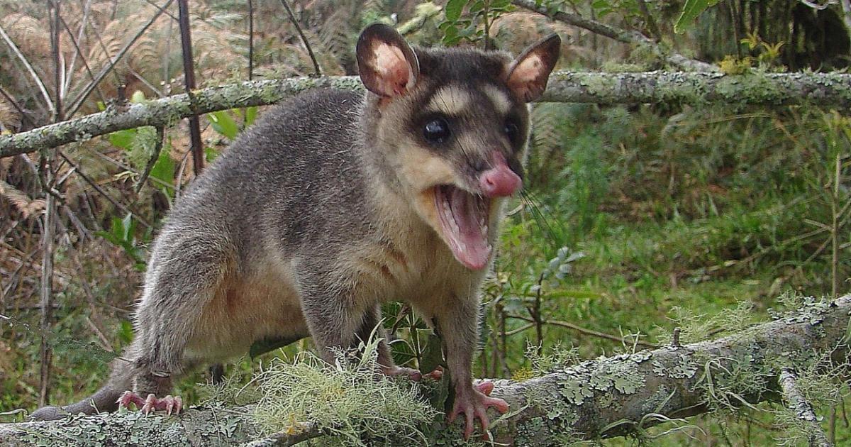 Philander #21720 - Biofaces - Bring Nature Closer