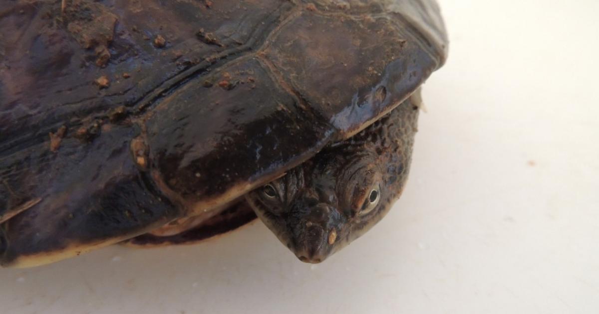 Hydromedusa #21759 - Biofaces - Bring Nature Closer