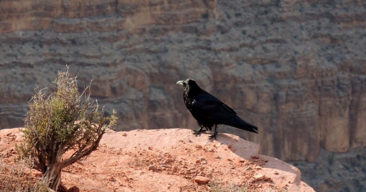 Corvo-americano #21988 - Biofaces - Bring Nature Closer