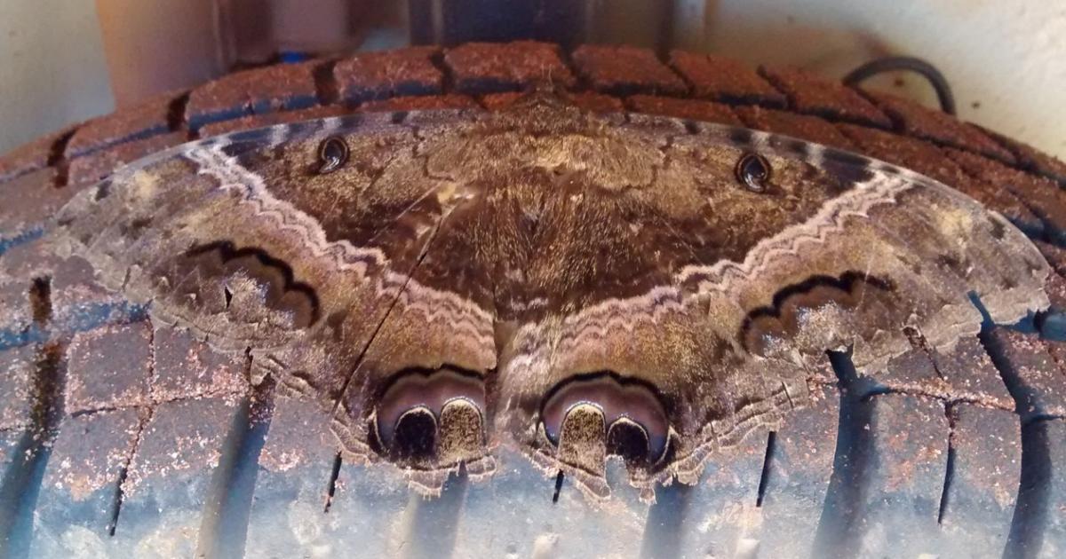 Mariposa-marrom #22313 - Biofaces - Bring Nature Closer