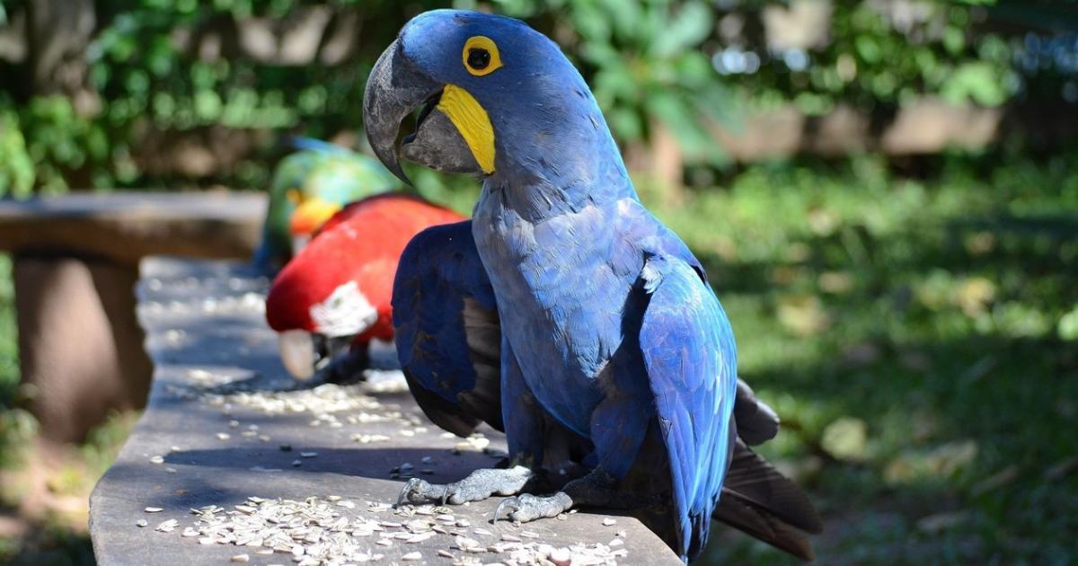 Arara #22323 - Biofaces - Bring Nature Closer