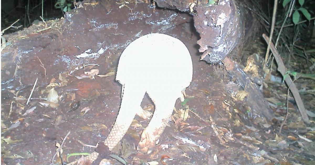 Atelocynus #22355 - Biofaces - Bring Nature Closer