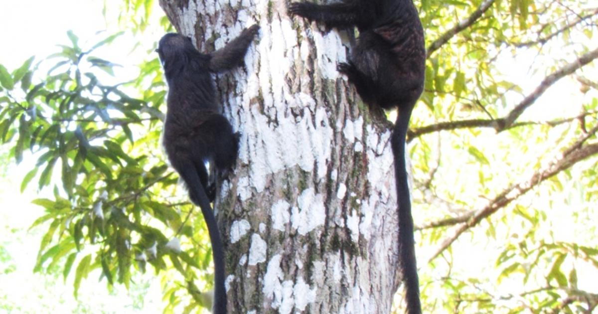 Saguinus niger [Vulnerable] - Biofaces - Bring Nature Closer