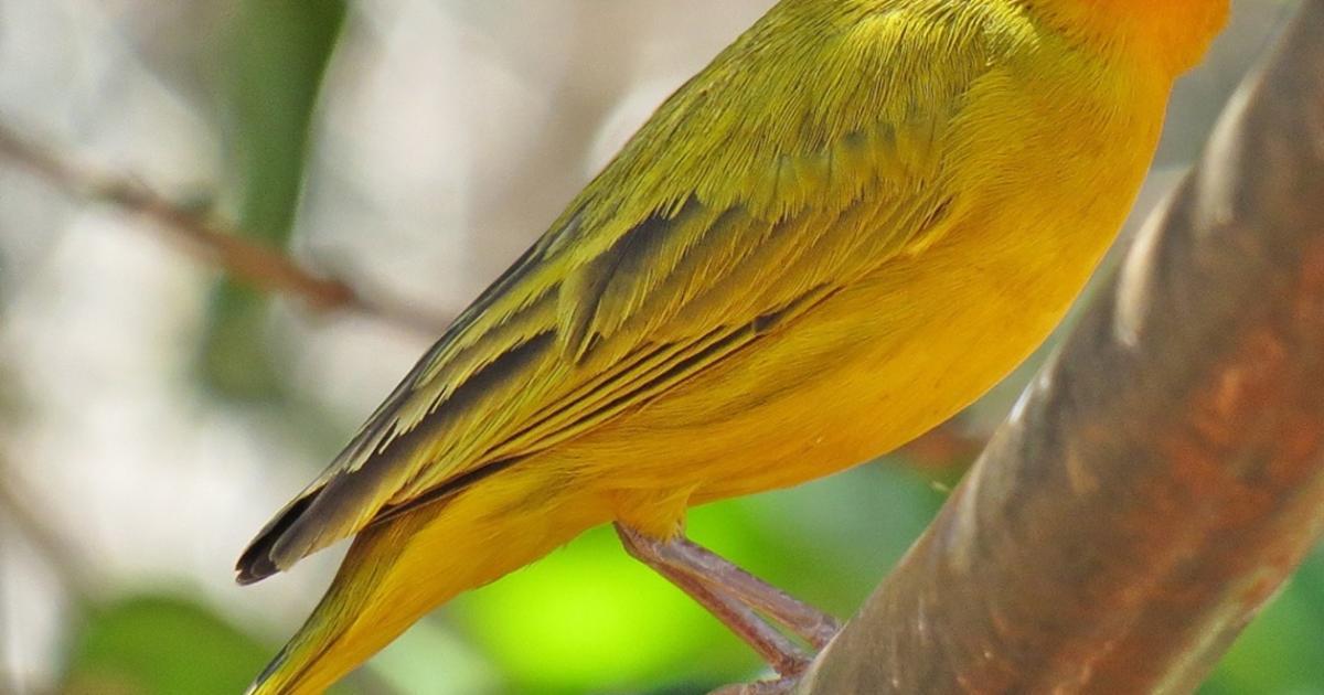 Canario #22654 - Biofaces - Bring Nature Closer