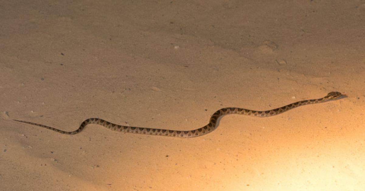 jararaca #22685 - Biofaces - Bring Nature Closer