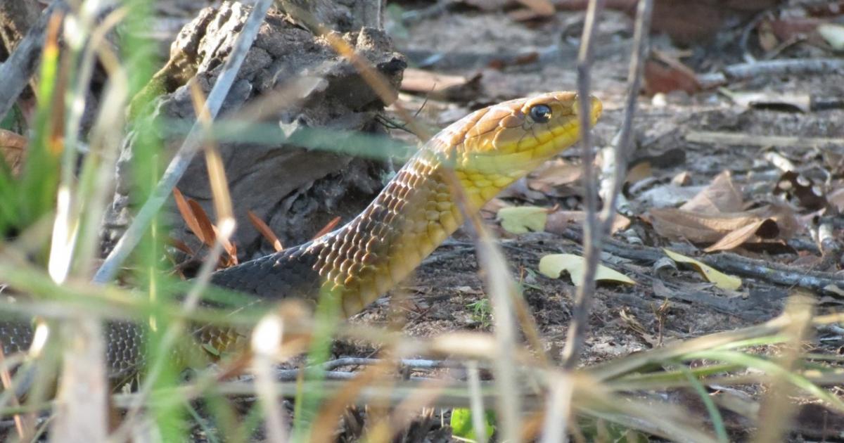 Papa-pinto #22700 - Biofaces - Bring Nature Closer