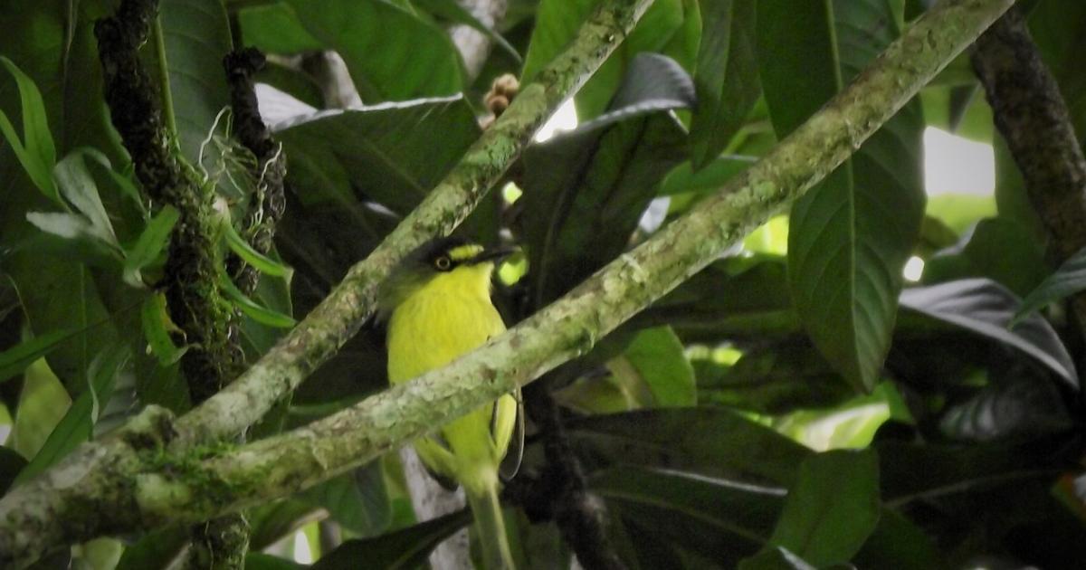 Teque-Teque #22912 - Biofaces - Bring Nature Closer