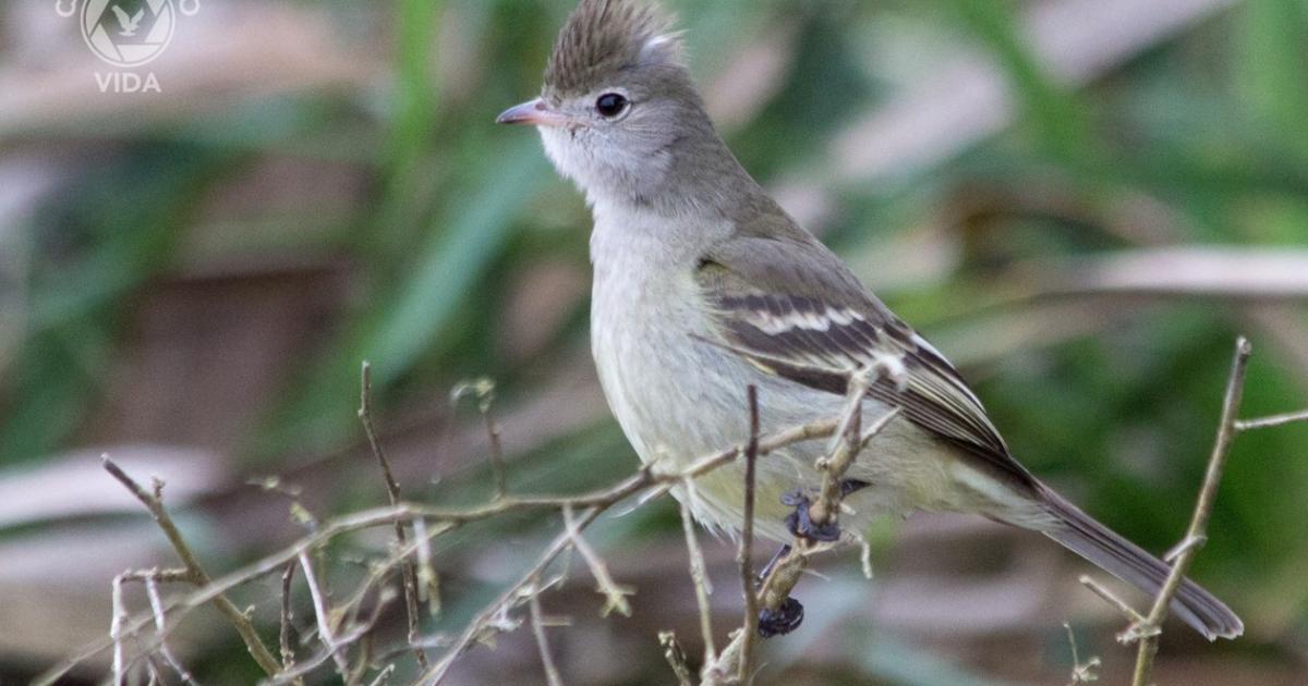 Guaracava-de-barriga-amarela #23064 - Biofaces - Bring Nature Closer