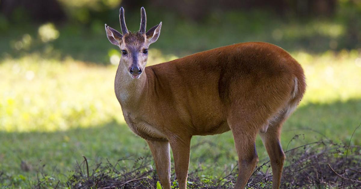 Veado-mateiro #23097 - Biofaces - Bring Nature Closer