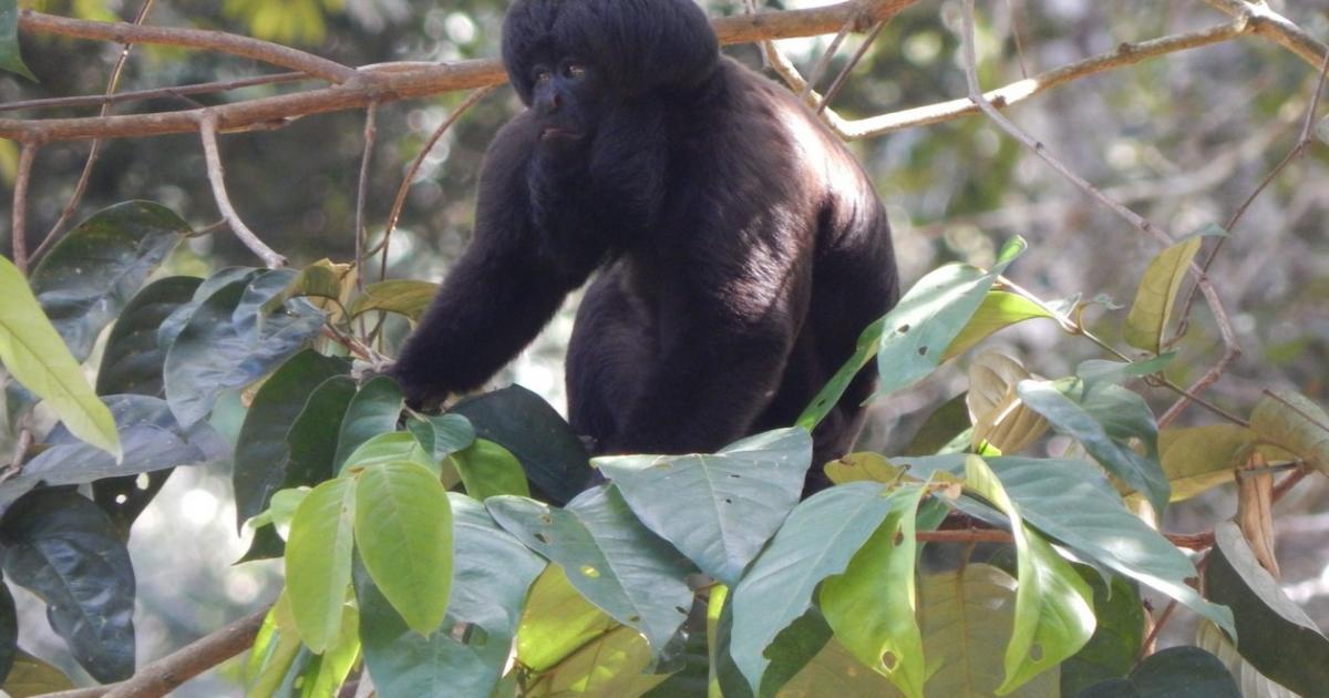 Chiropotes satanas [Critically Endangered] - Biofaces - Bring Nature Closer