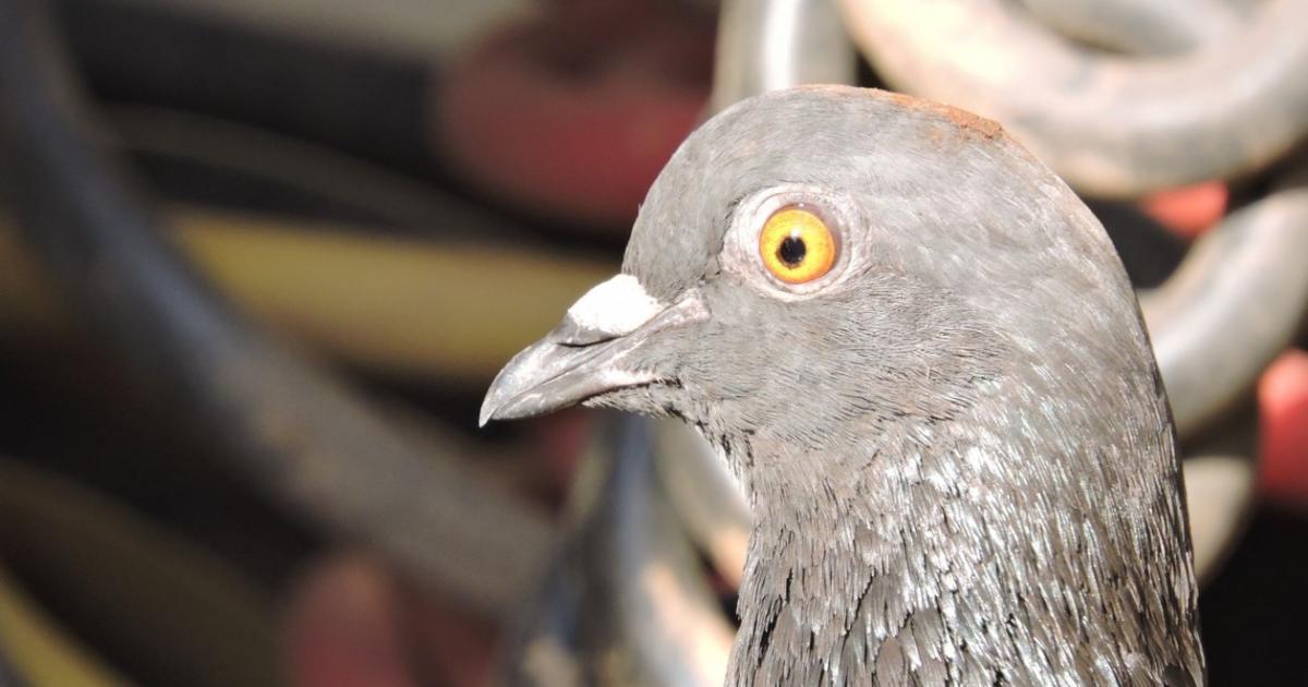 Pombo #23460 - Biofaces - Bring Nature Closer