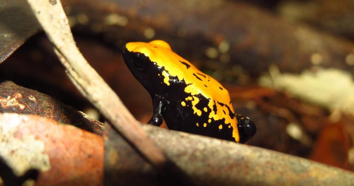 Sapo-de-seta #23598 - Biofaces - Bring Nature Closer