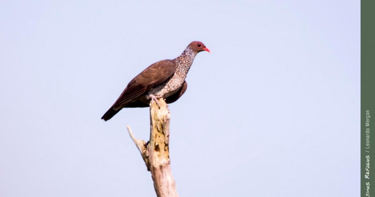 Pomba-trocal #23712 - Biofaces - Bring Nature Closer