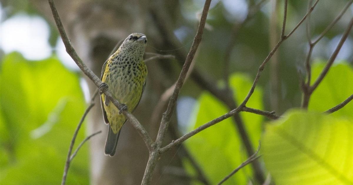 Tangara #24262 - Biofaces - Bring Nature Closer