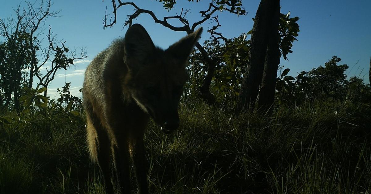 Lobo-guará #24780 - Biofaces - Bring Nature Closer