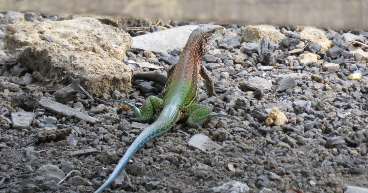 calango #25014 - Biofaces - Bring Nature Closer