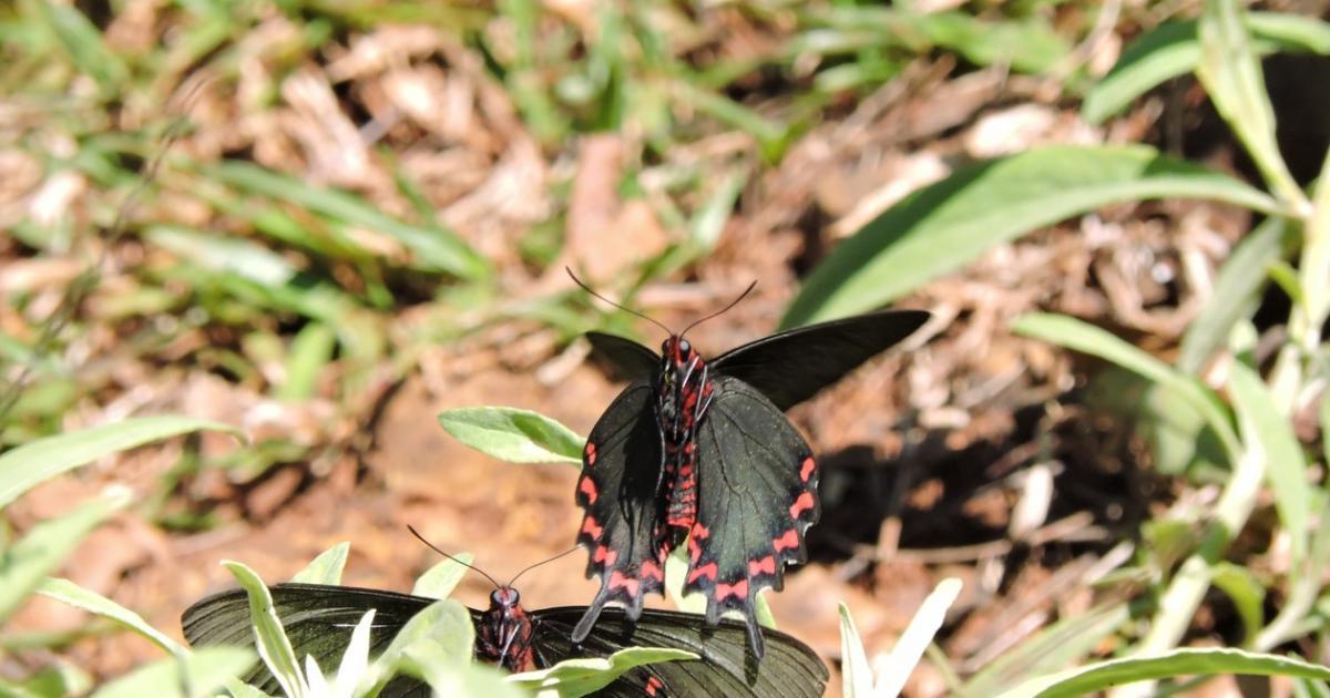 borboleta-mimoides #25753 - Biofaces - Bring Nature Closer