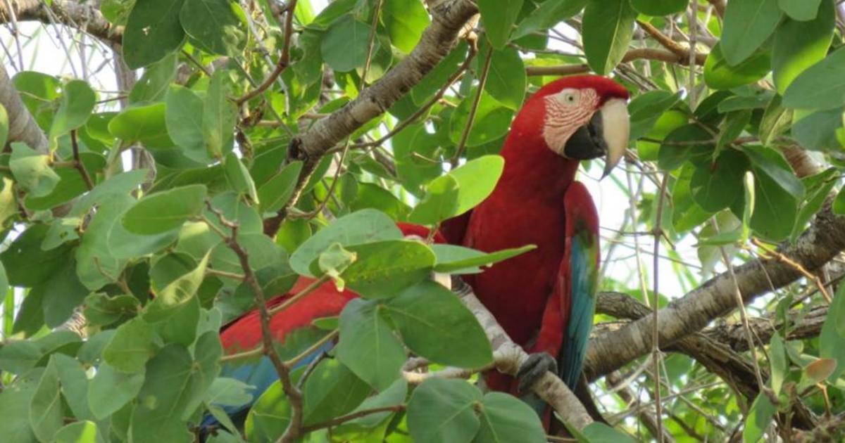 Arara #26326 - Biofaces - Bring Nature Closer