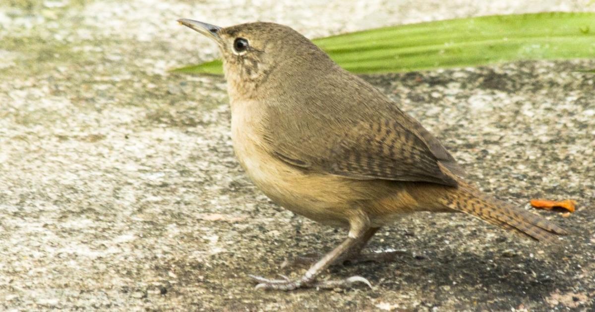 Corruíra #26373 - Biofaces - Bring Nature Closer