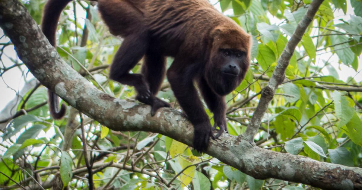 bugio #26590 - Biofaces - Bring Nature Closer