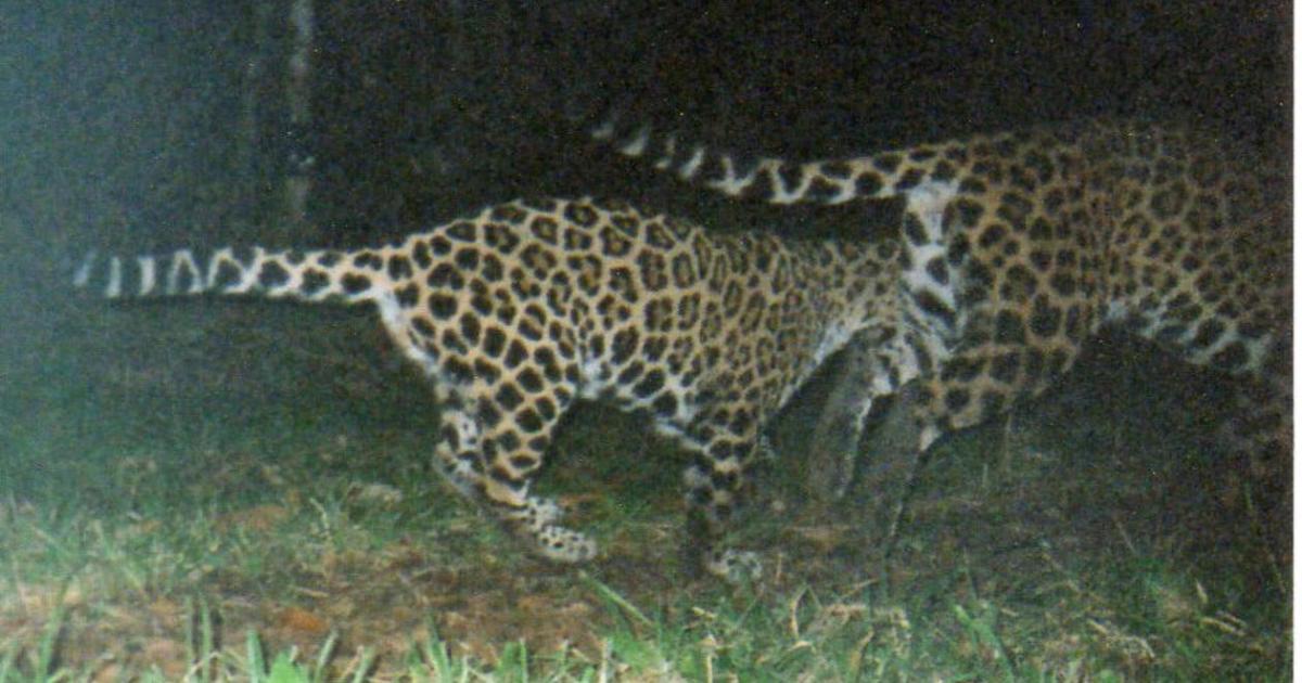 Panthera #26677 - Biofaces - Bring Nature Closer