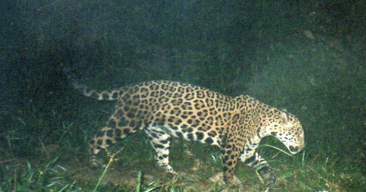 Panthera #26678 - Biofaces - Bring Nature Closer