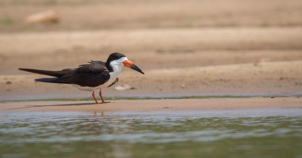 TALHA-MAR #27084 - Biofaces - Bring Nature Closer