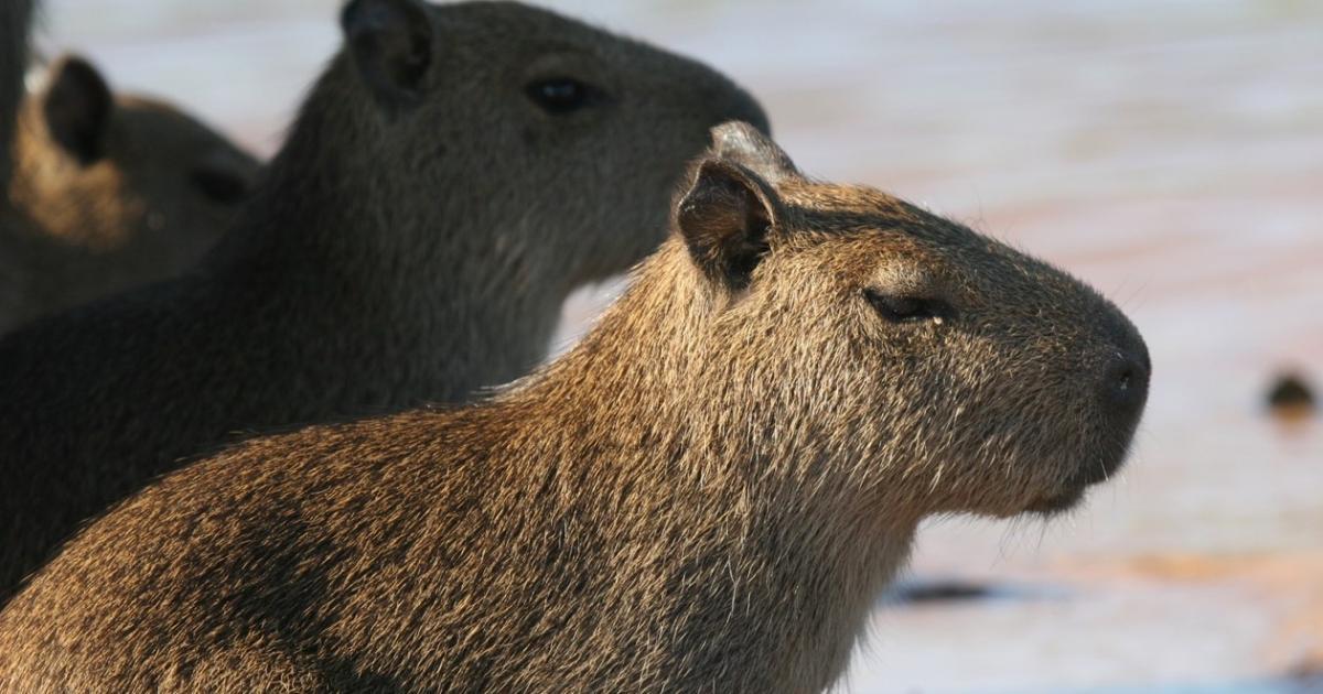 Capybara #27779 - Biofaces - Bring Nature Closer