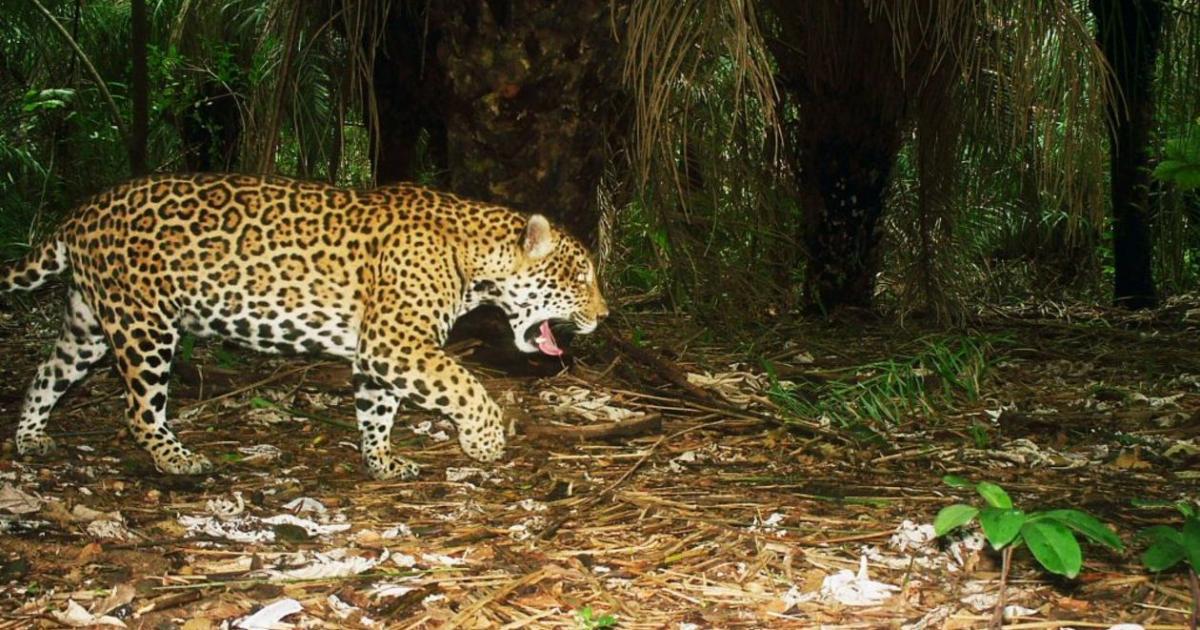 Onça-pintada #27821 - Biofaces - Bring Nature Closer