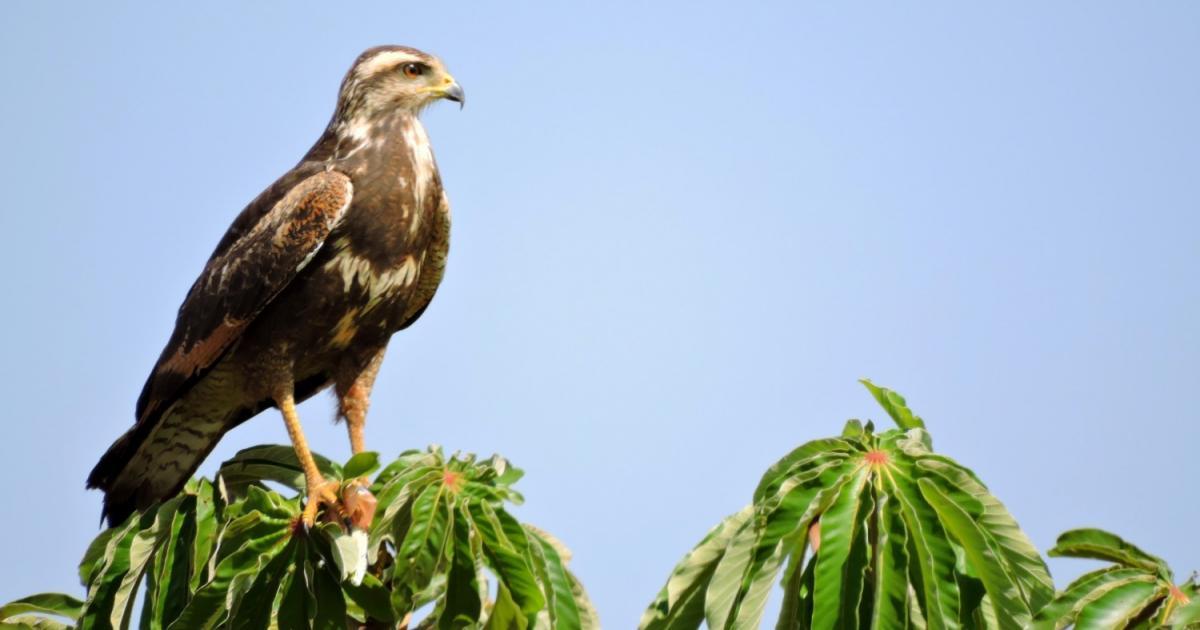 Gavião-caboclo #28234 - Biofaces - Bring Nature Closer