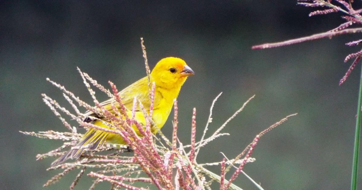 Canario #28992 - Biofaces - Bring Nature Closer