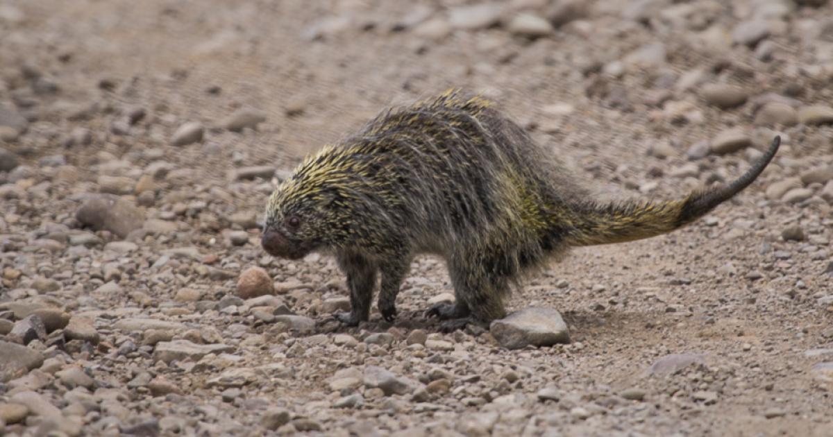 Coendou #29182 - Biofaces - Bring Nature Closer