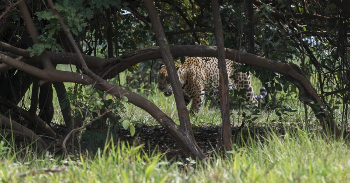 Panthera #29314 - Biofaces - Bring Nature Closer