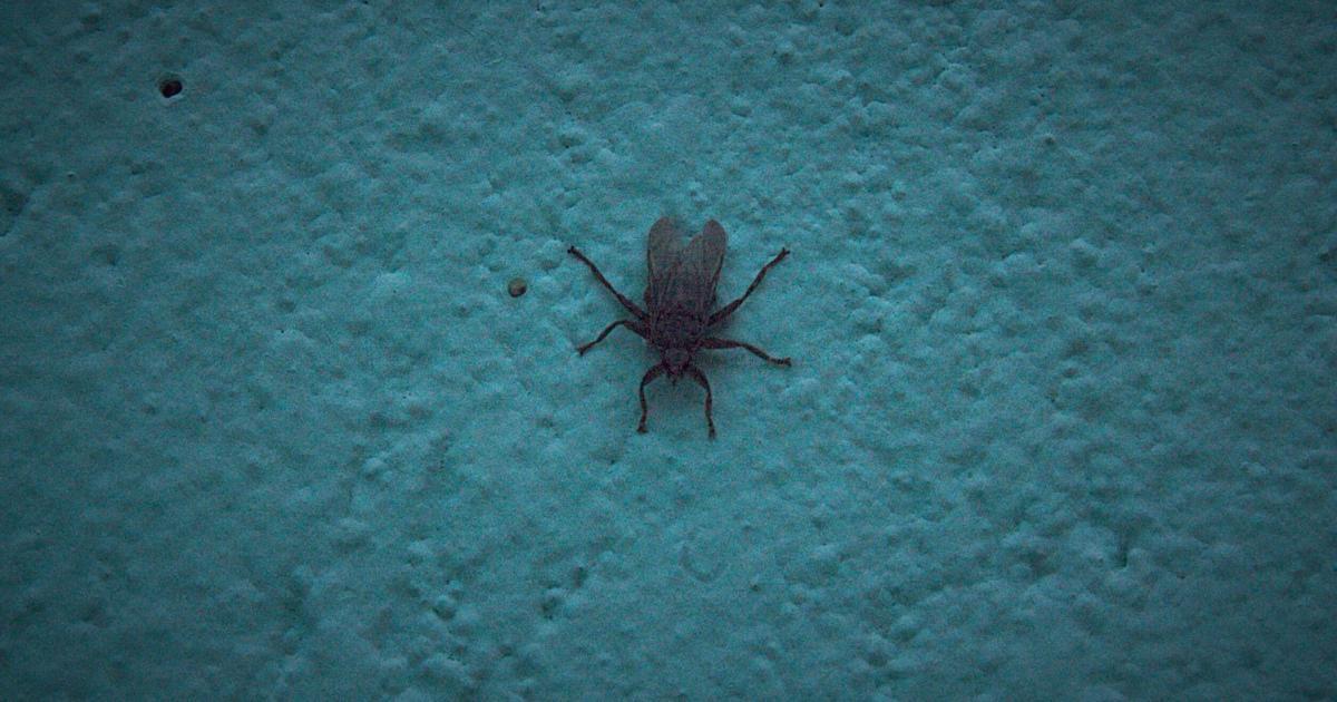 Mosca-do-pombo #29618 - Biofaces - Bring Nature Closer