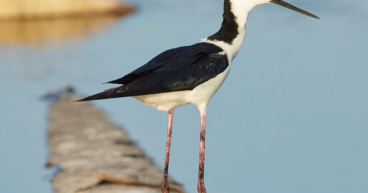 Pernilongo-de-costas-brancas #29932 - Biofaces - Bring Nature Closer