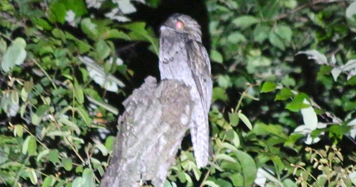 Mãe-da-Lua #30823 - Biofaces - Bring Nature Closer