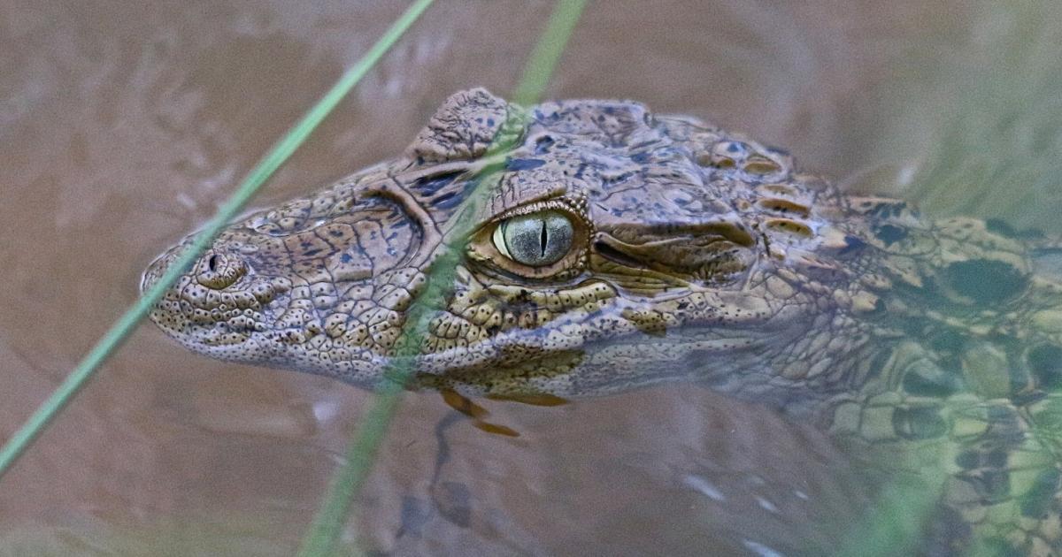 Jacaré #31000 - Biofaces - Bring Nature Closer