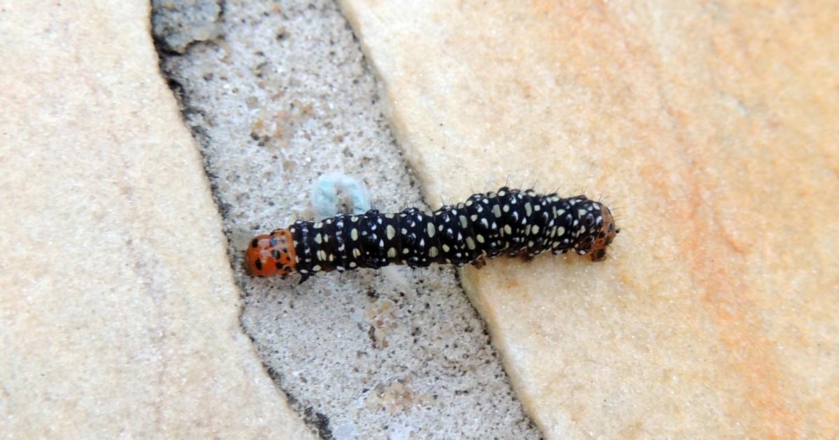 Xanthopastis #31605 - Biofaces - Bring Nature Closer