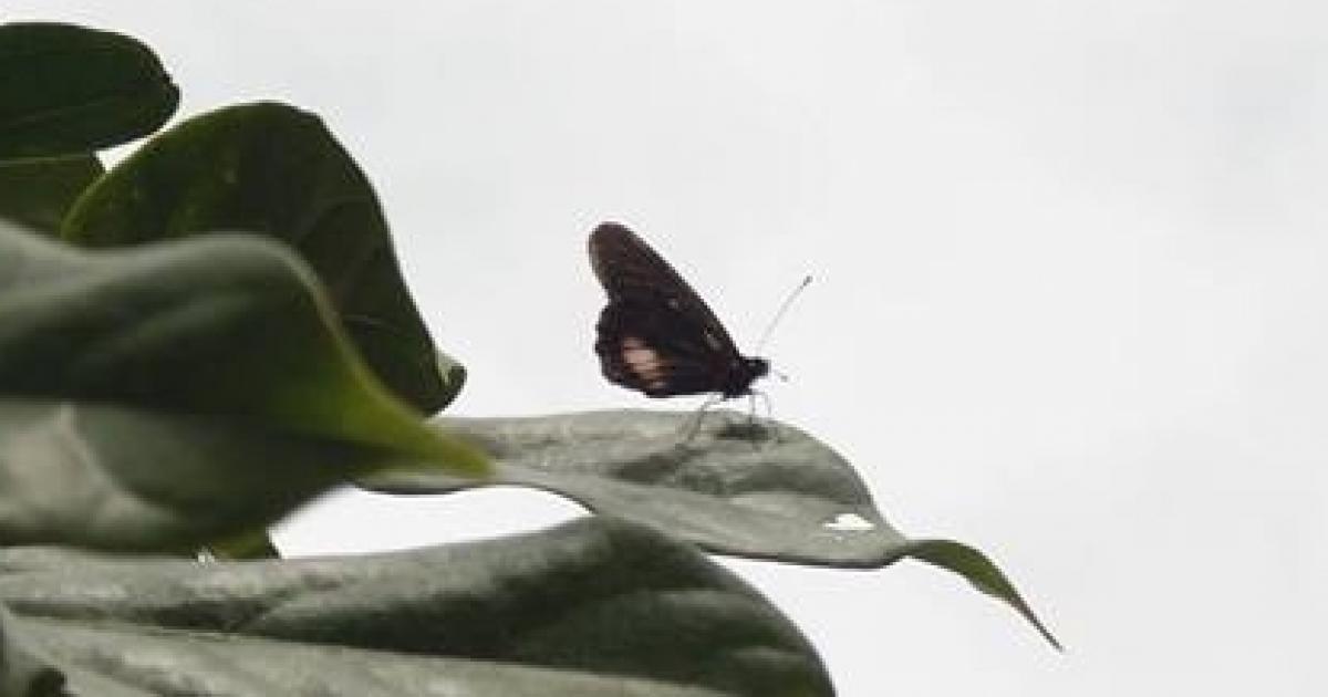 Heraclides #31841 - Biofaces - Bring Nature Closer