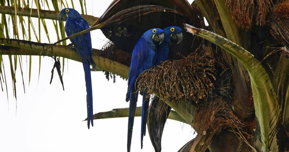 Arara #31849 - Biofaces - Bring Nature Closer