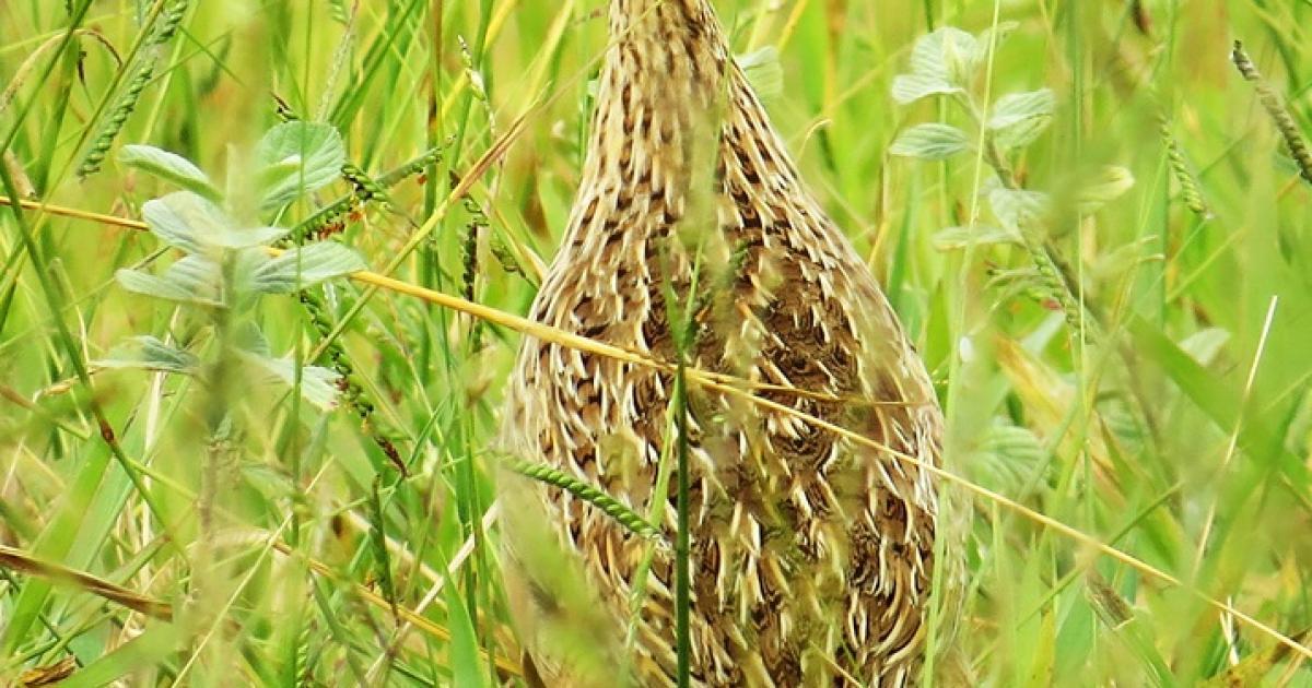 Codorna #31928 - Biofaces - Bring Nature Closer