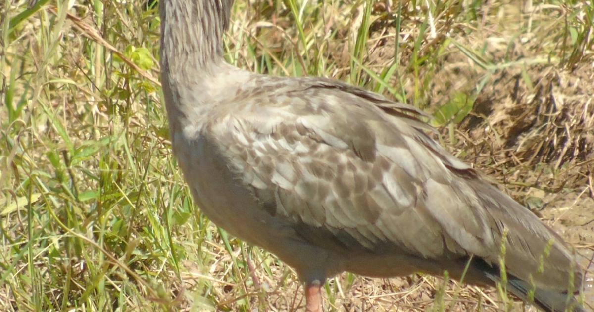 Maçarico #32079 - Biofaces - Bring Nature Closer